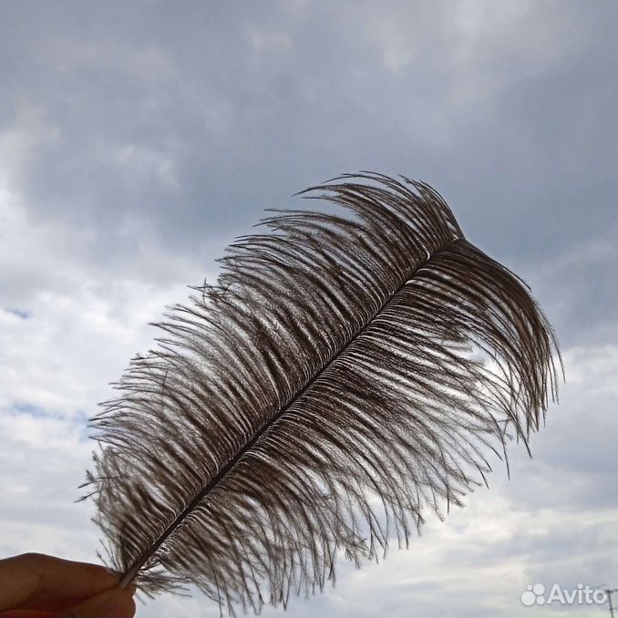 Страусиное перьо