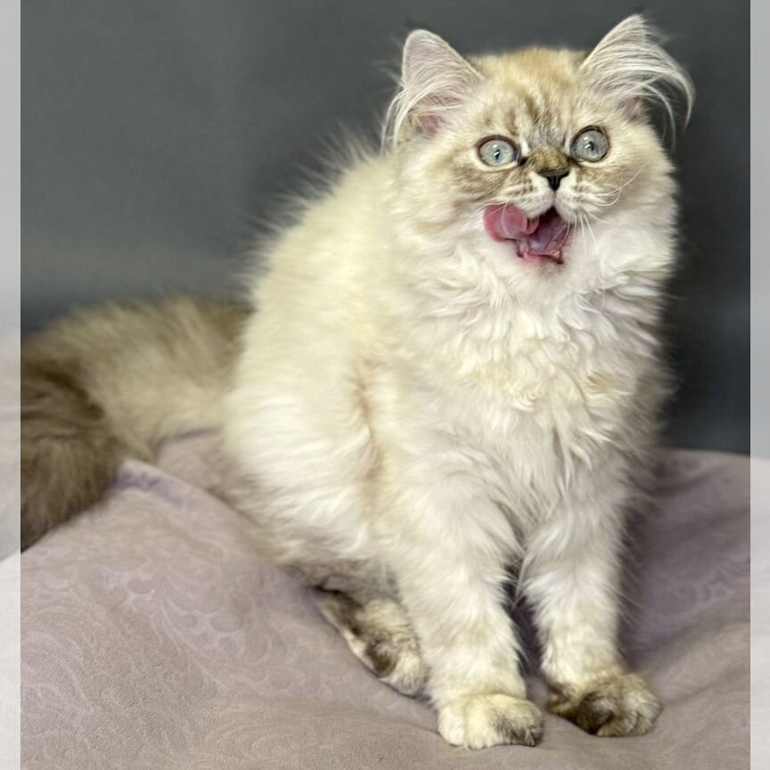 Персидский котёнок