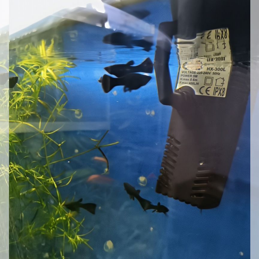 Мальки моллинезии,черные