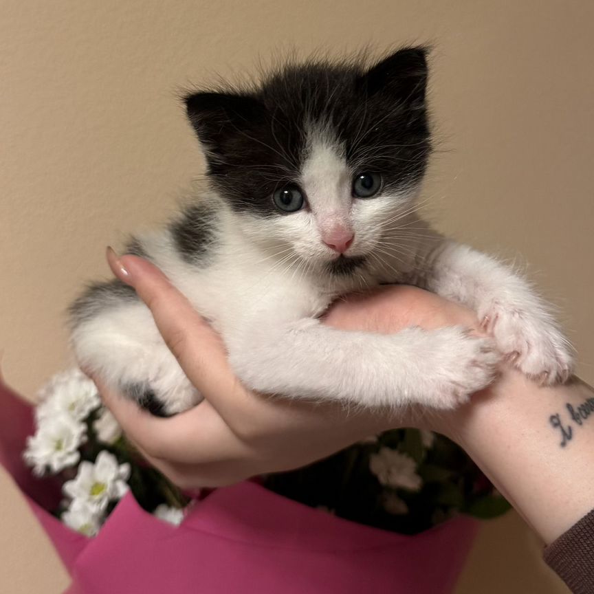 Котенок