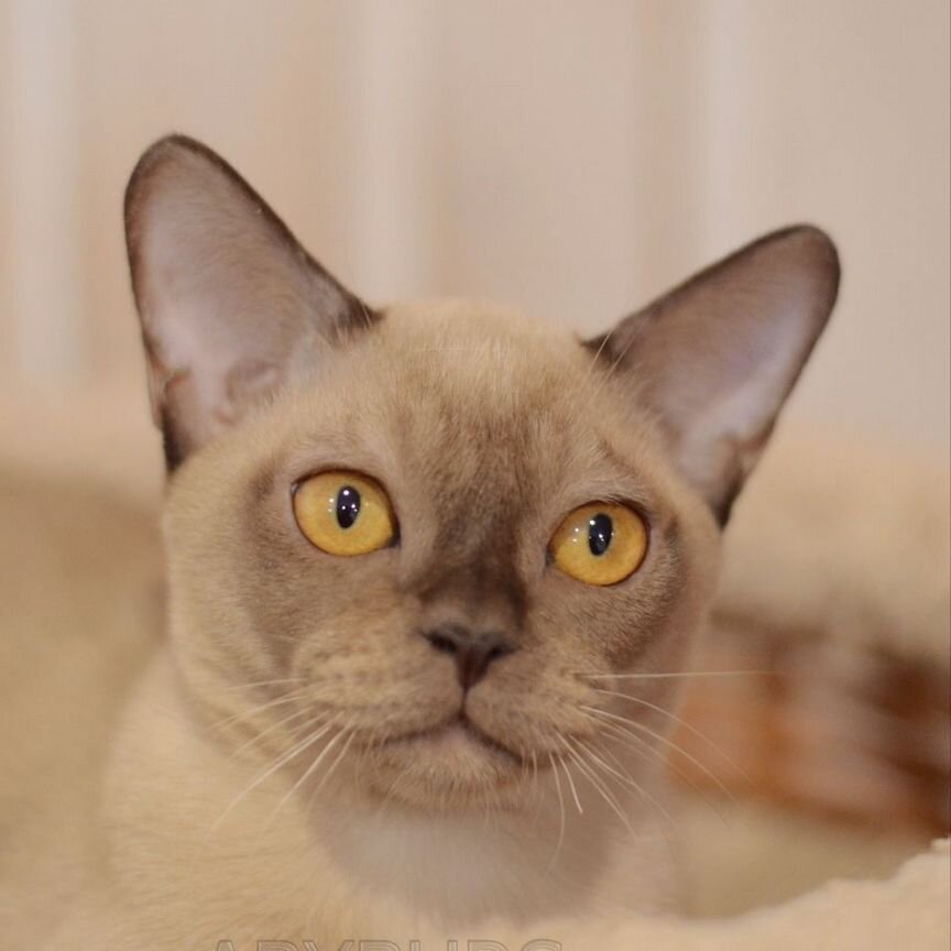 Кошечка шоколадка