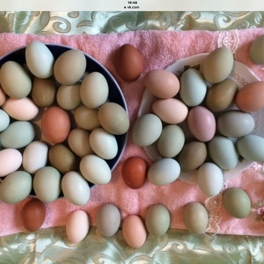 Инкубационное яйцо