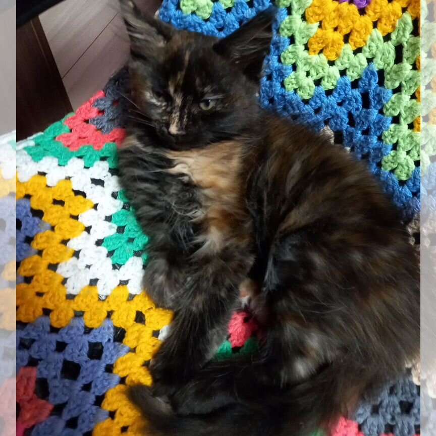 Котёнок мейнкун черный