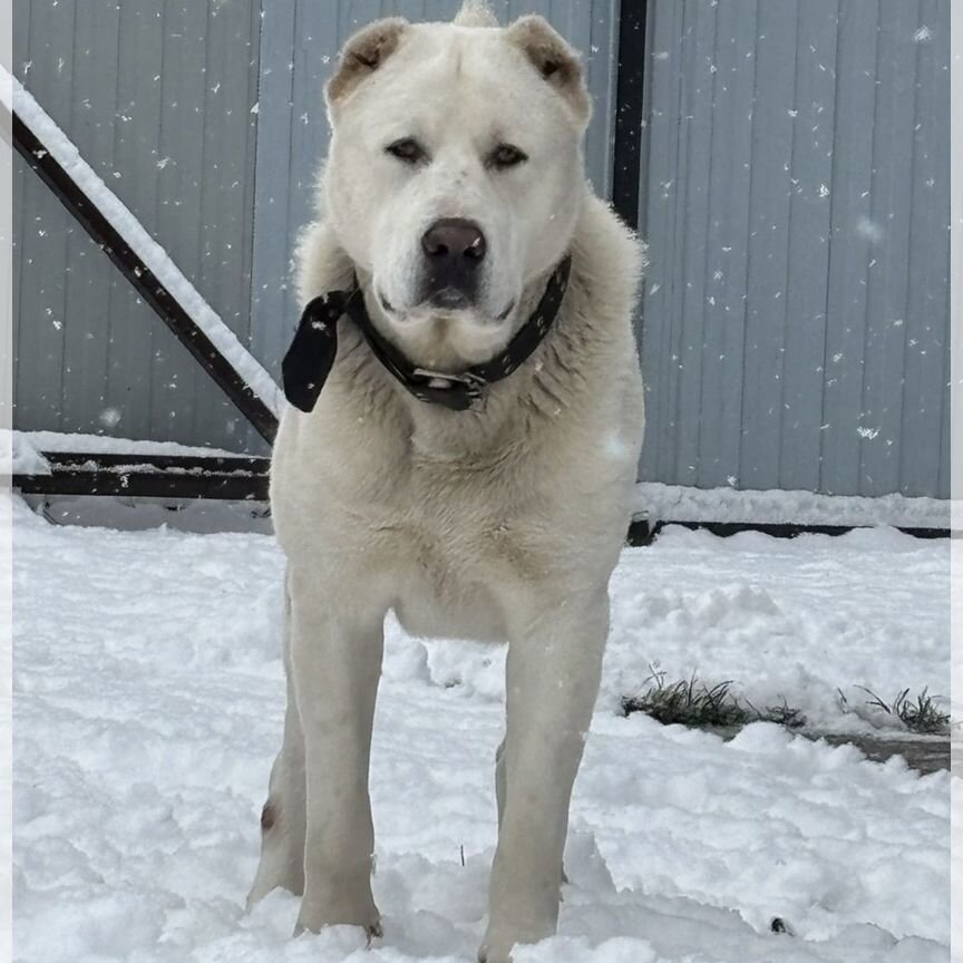 Вязка собак алабай