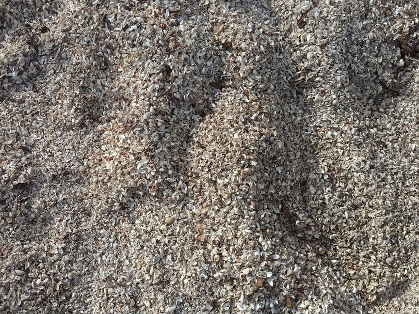 Ракушка кормовая