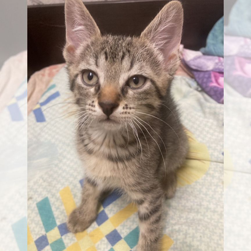 Канадский сфинкс котёнок