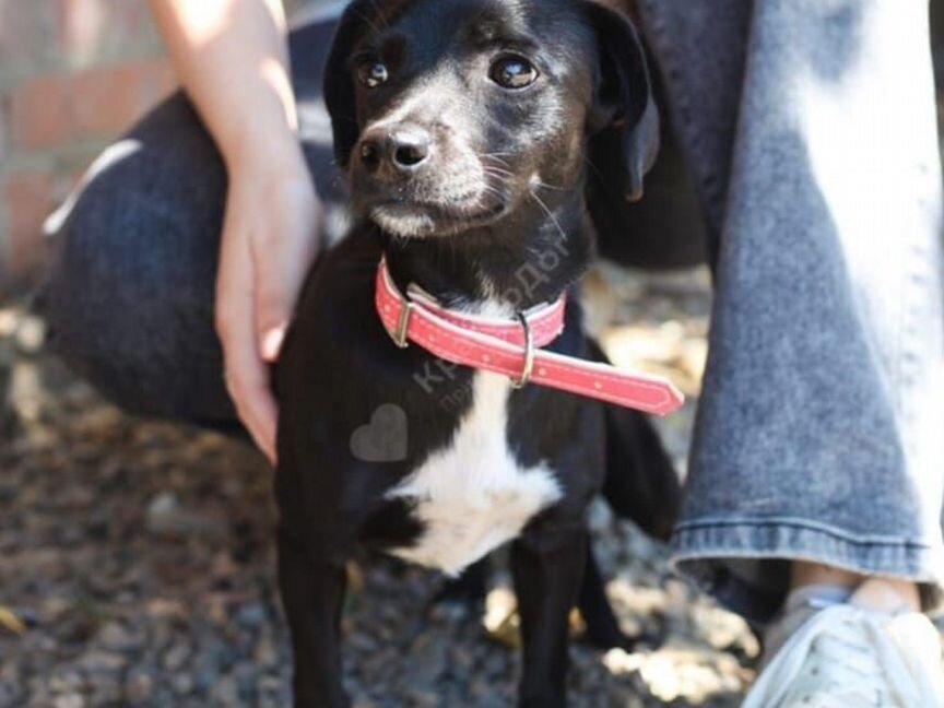 Отдам в добрые руки