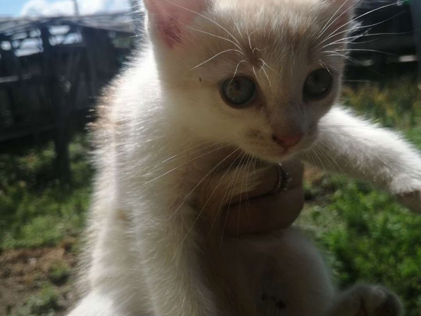 Маленький рыженький котик
