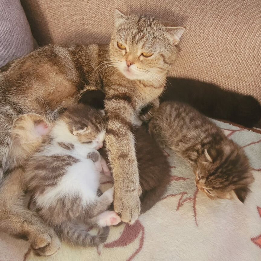 Котята отдам