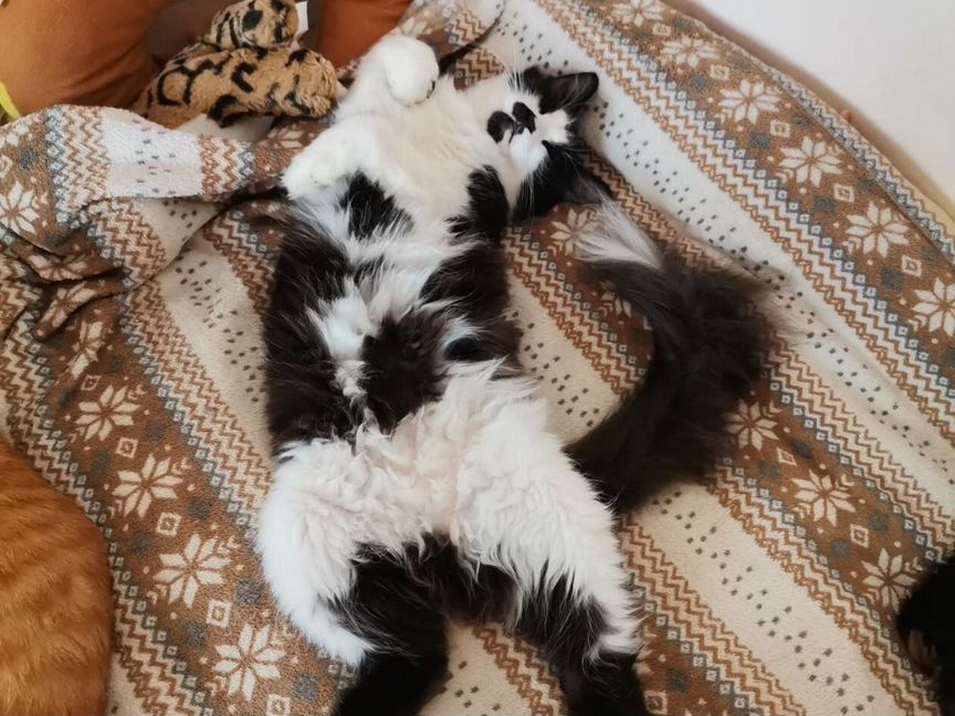 Кошка