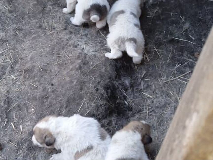 Продам щенят