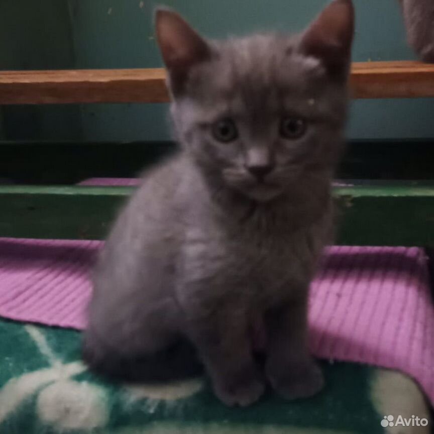 Кошка котенок в дар