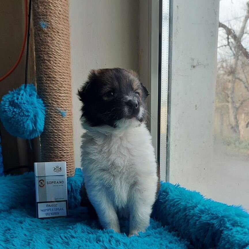Щенок девочка ищет семью