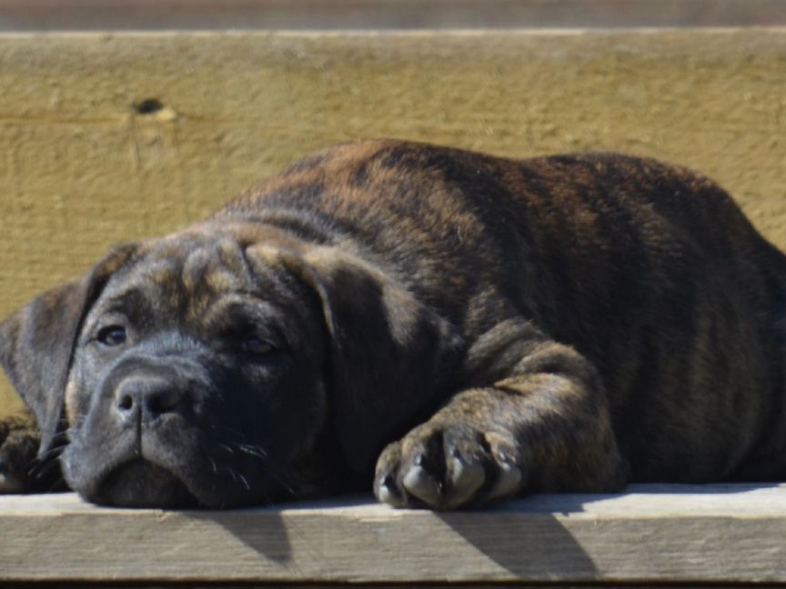 Мальчик ка де бо