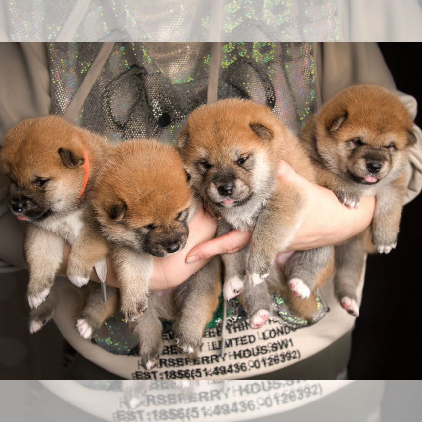 Сиба-ину, щенок