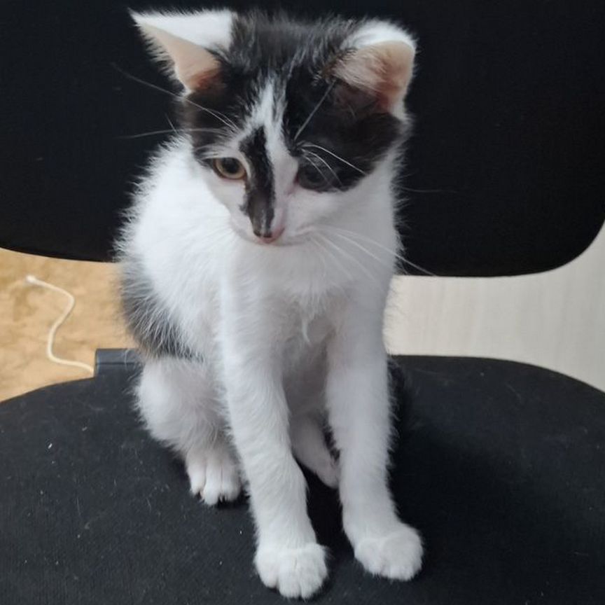 Ищу предыдущих хозяев котенка