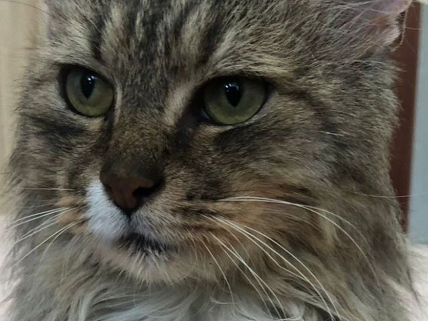 Сибирский кот красавец