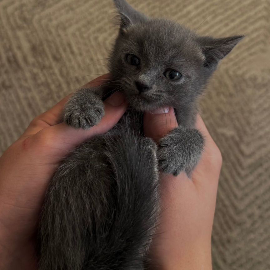 Британский короткошёрстный котёнок
