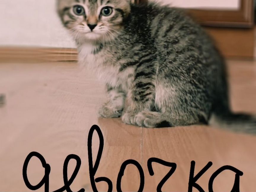 Котята в добрые руки бесплатно