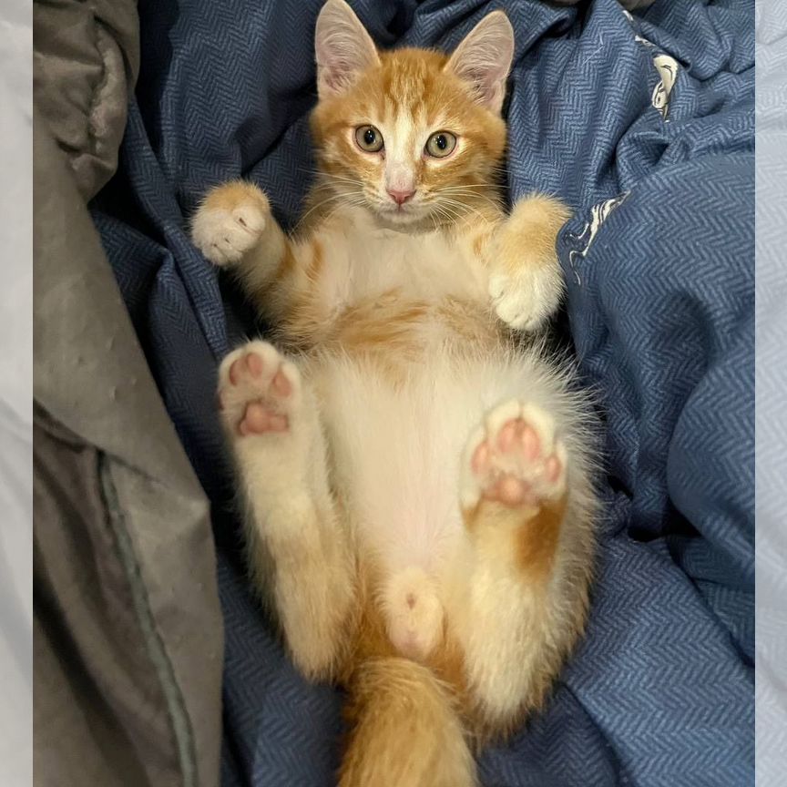 Котёнок в добрые руки