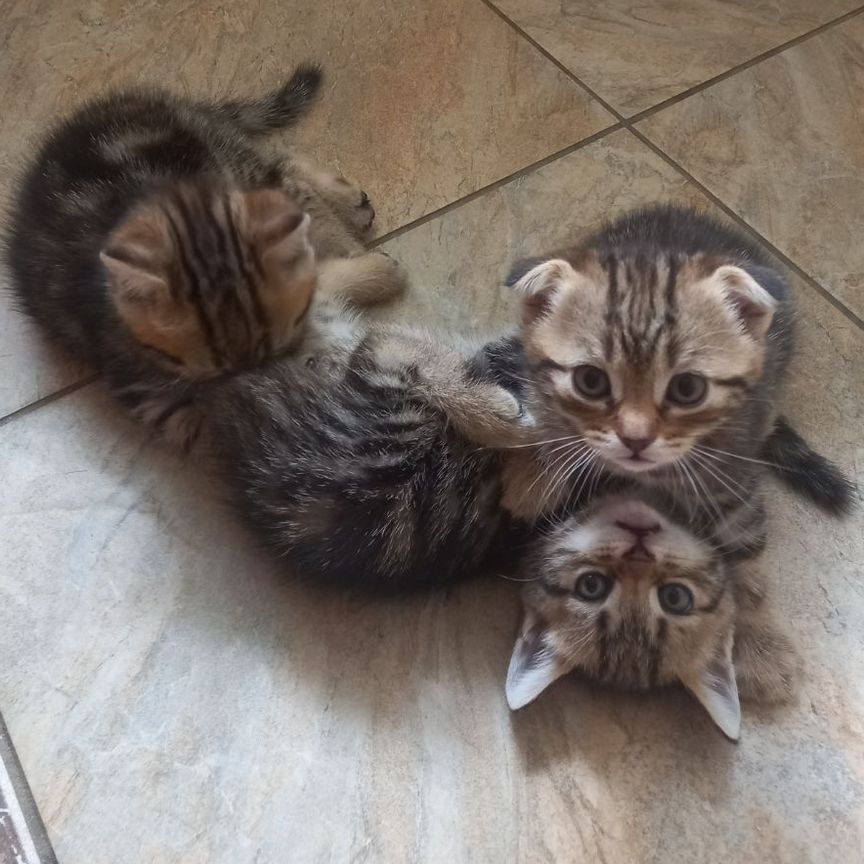 Шотландские котята