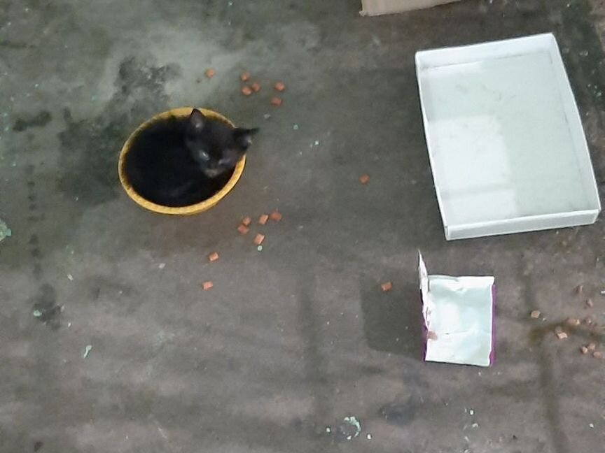 Котята