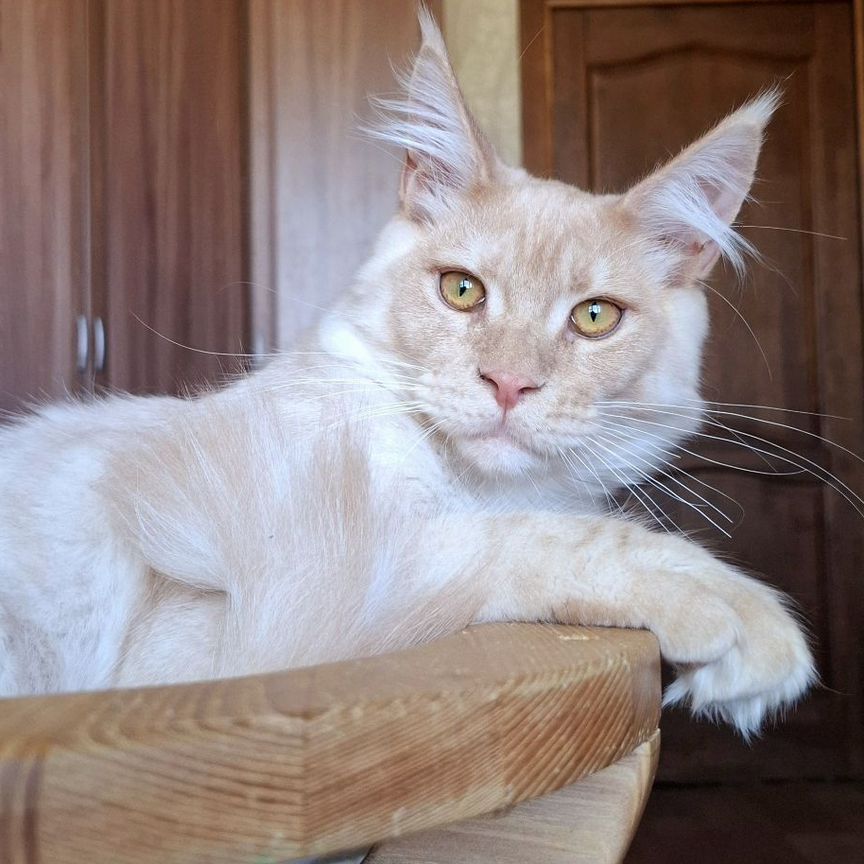 Мейн-кун котёнок