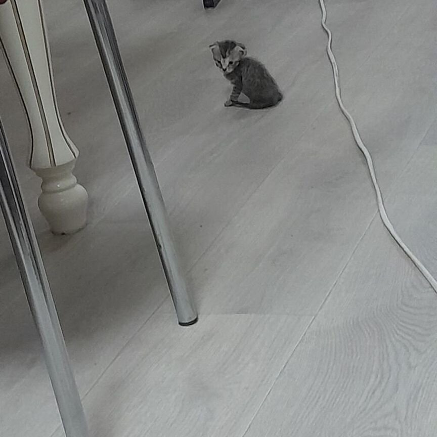 Котик и кошечка ищут дом