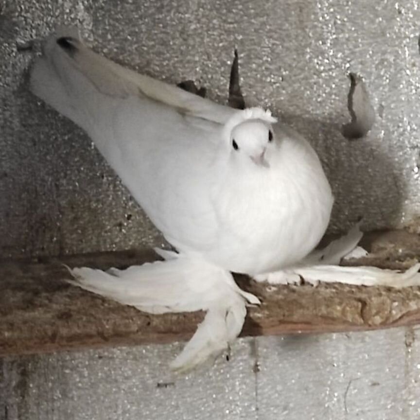 Голуби продажа бойные