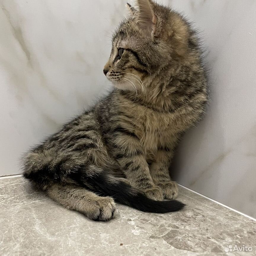 Кошка котенок девочка 3 месяца