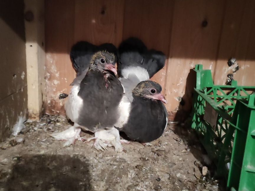 Голуби Урюпинские синии