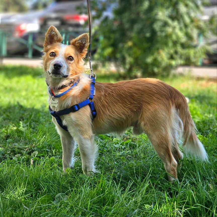 Небольшому песику из-под Курска ищем новую семью