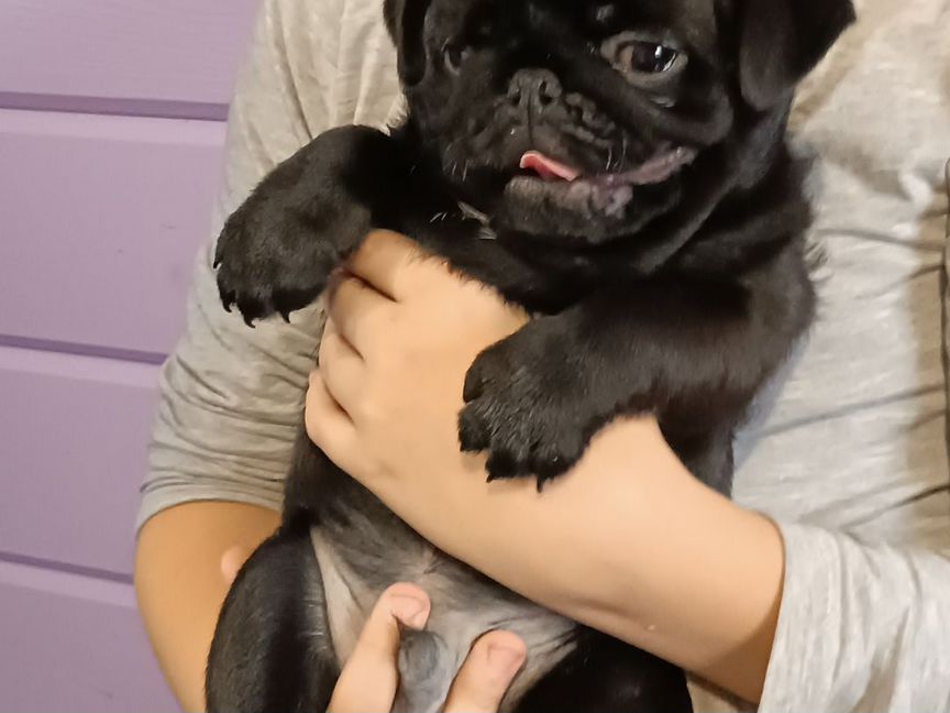 Мопс
