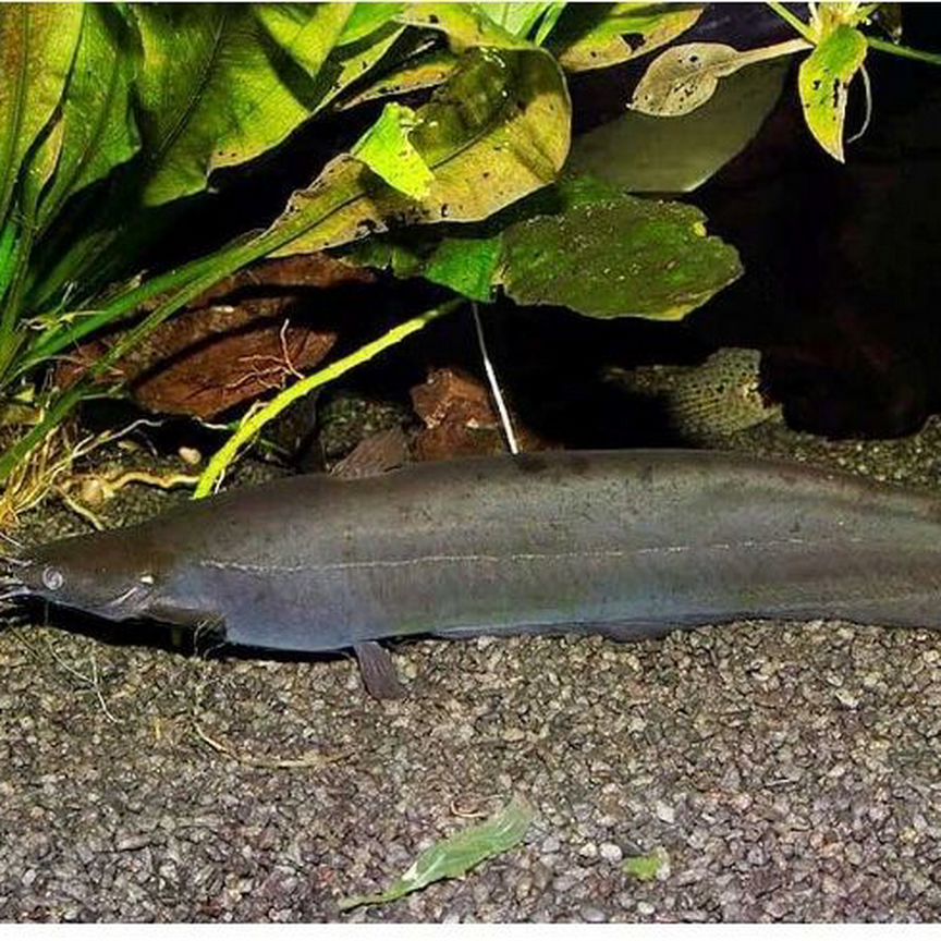 Мешкожаберный сом