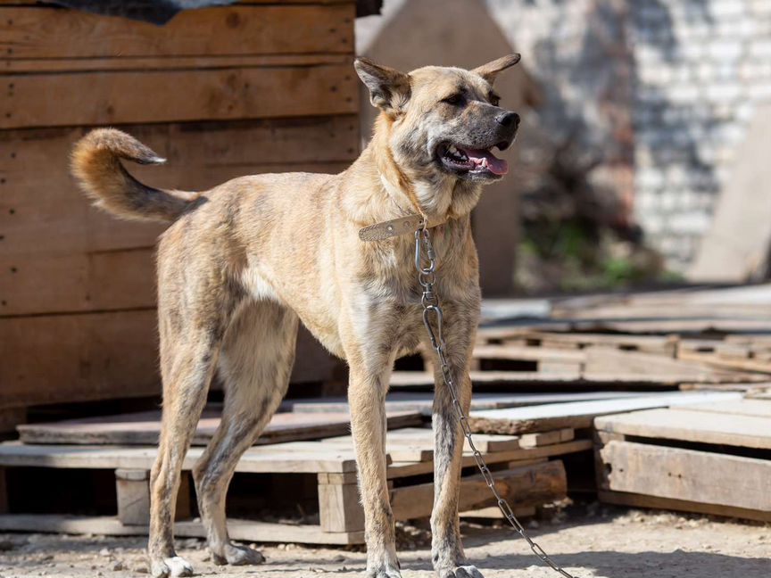 Бельгийская овчарка