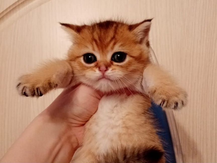Шотландские золотые котята очаровашки