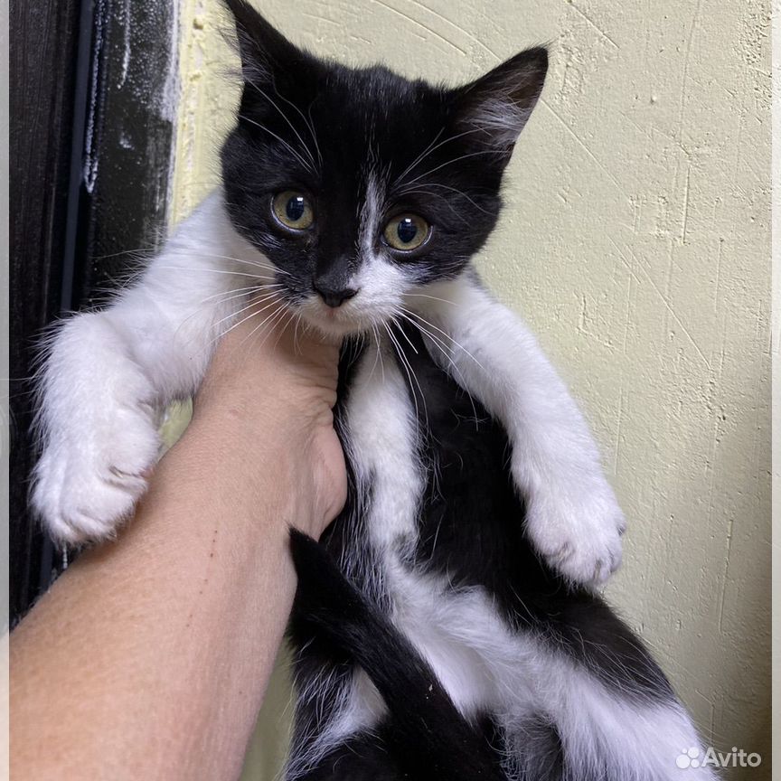 Черно- белый красавчик