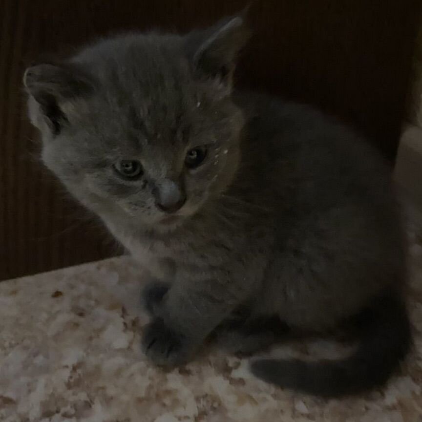 Британский короткошёрстный котёнок