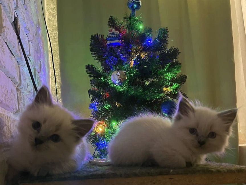 Невская маскарадная