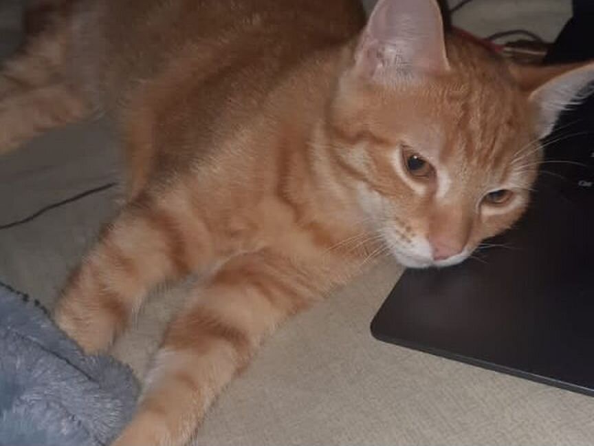 Отдам кота в добрые руки