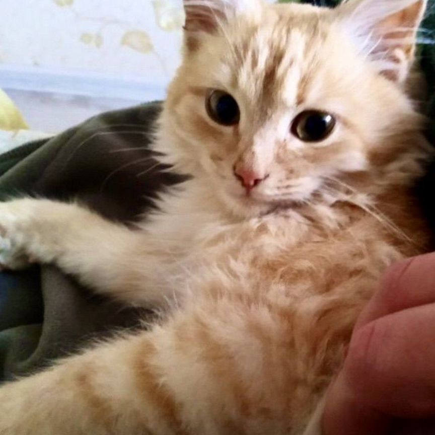 Котик молоденький