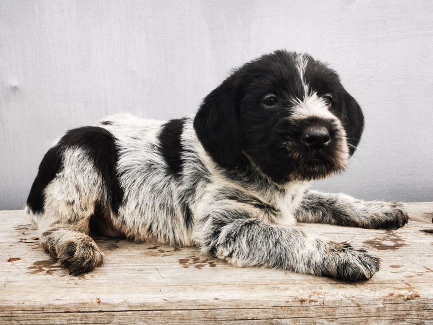 Щенки дратхаара (немецкая жёсткошерстная легавая)