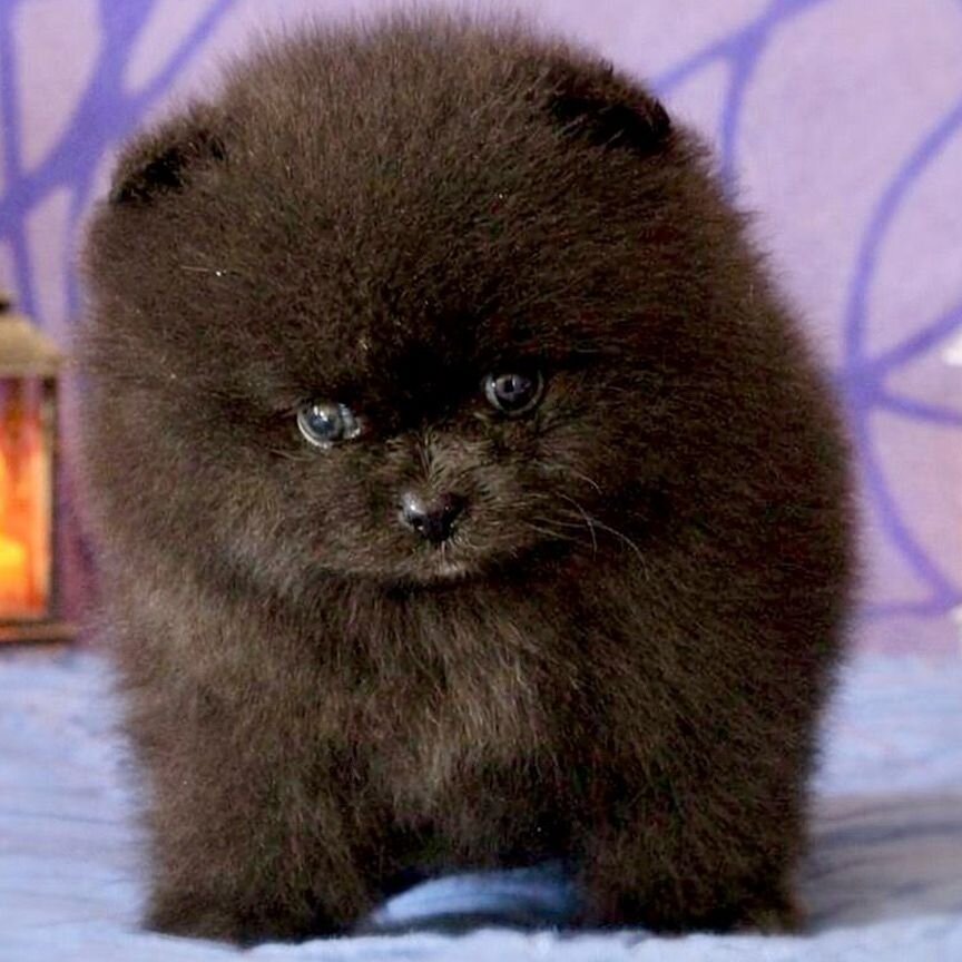 Немецкий шпиц, щенок