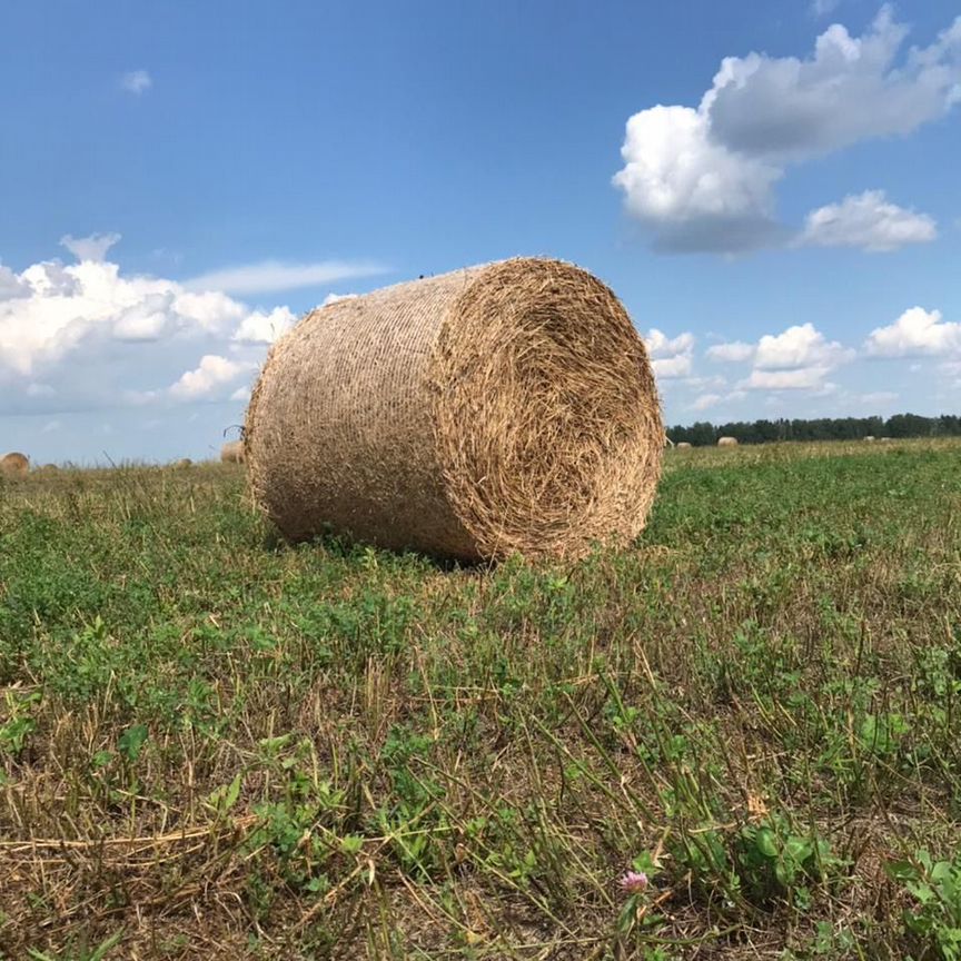 Сено люцерна и злаковые