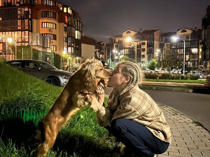 Вязка английский кокер спаниель девочка