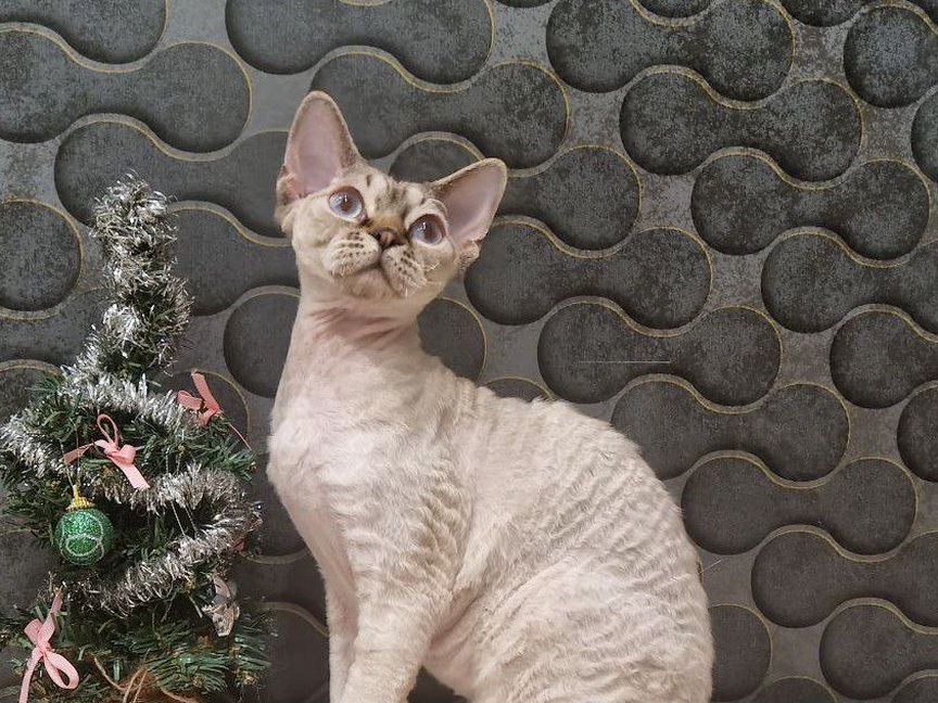 Котята девон-рекс. Девон Рекс котик