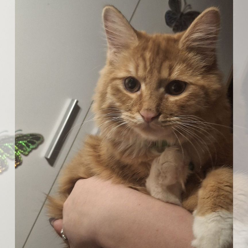 Сибирский котёнок