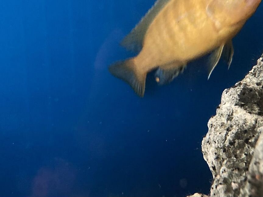 Продам рыбку