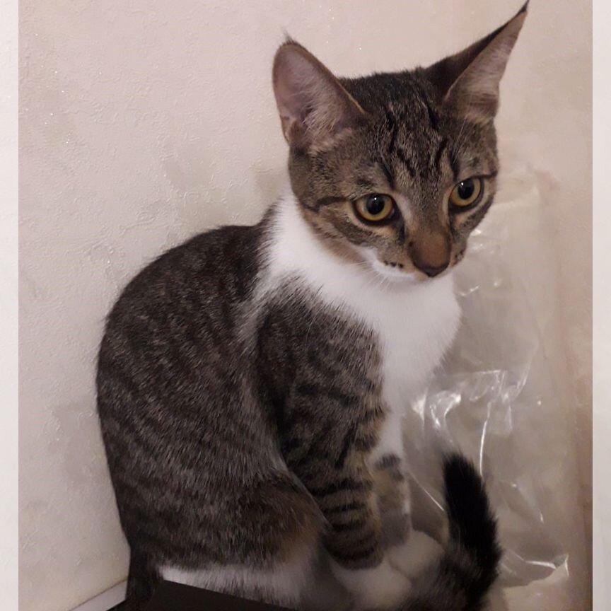 Машенька подросток 5 месяцев в добрые руки