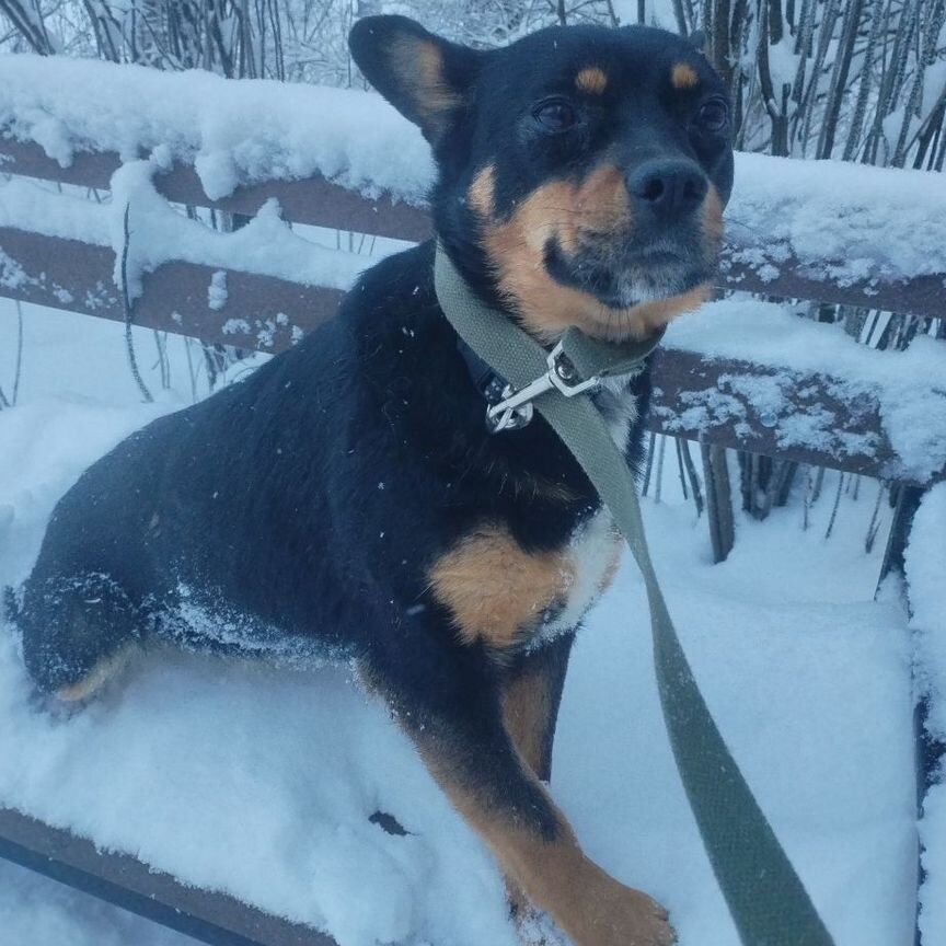 Взрослая собака в добрые руки